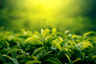 Punching & Sealing | Precise lid placement and tight seals - Rychiger